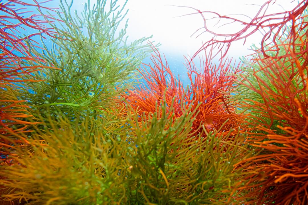 Red Algae - Sealaria